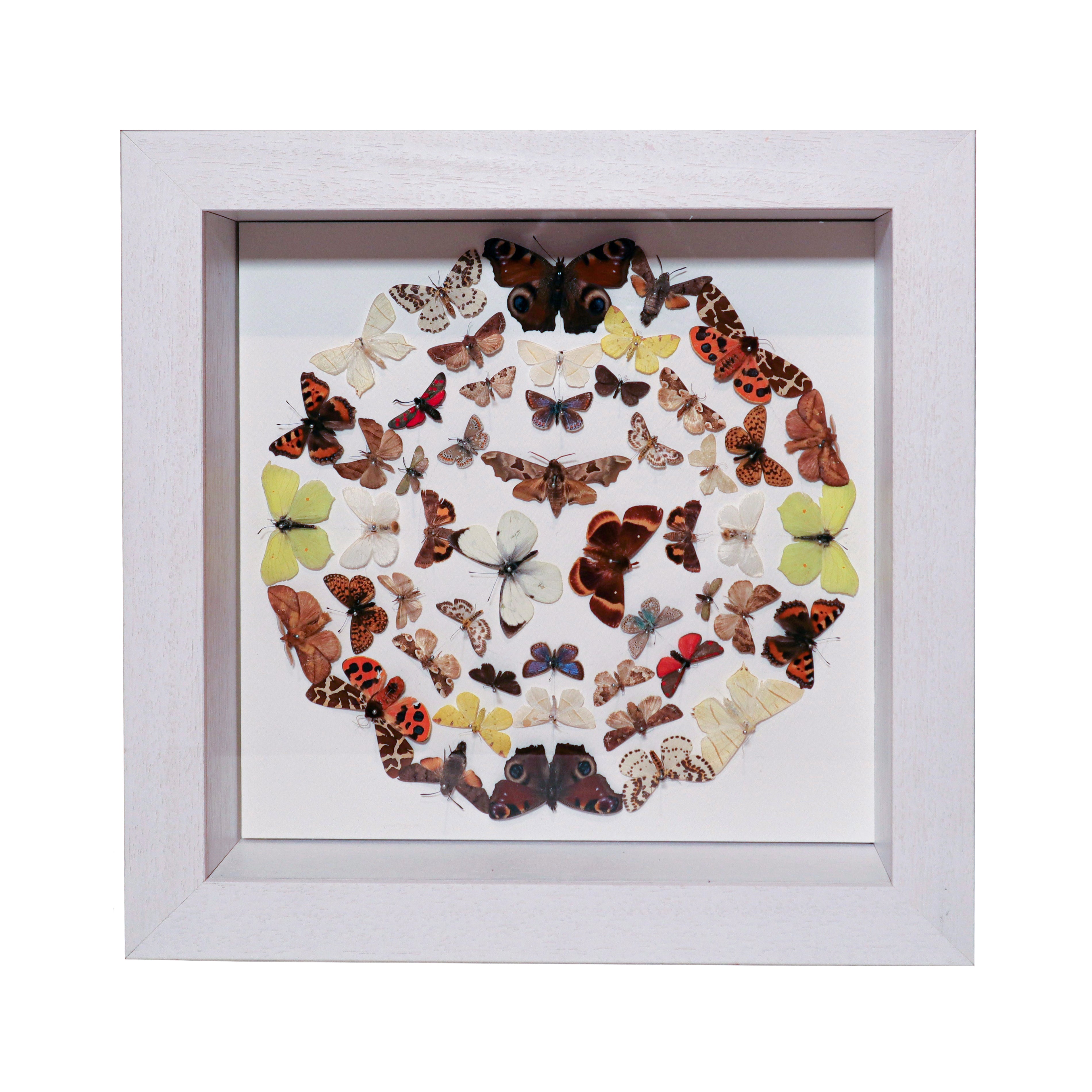 Medium Square Display · Lepidopterology II – Vespertine